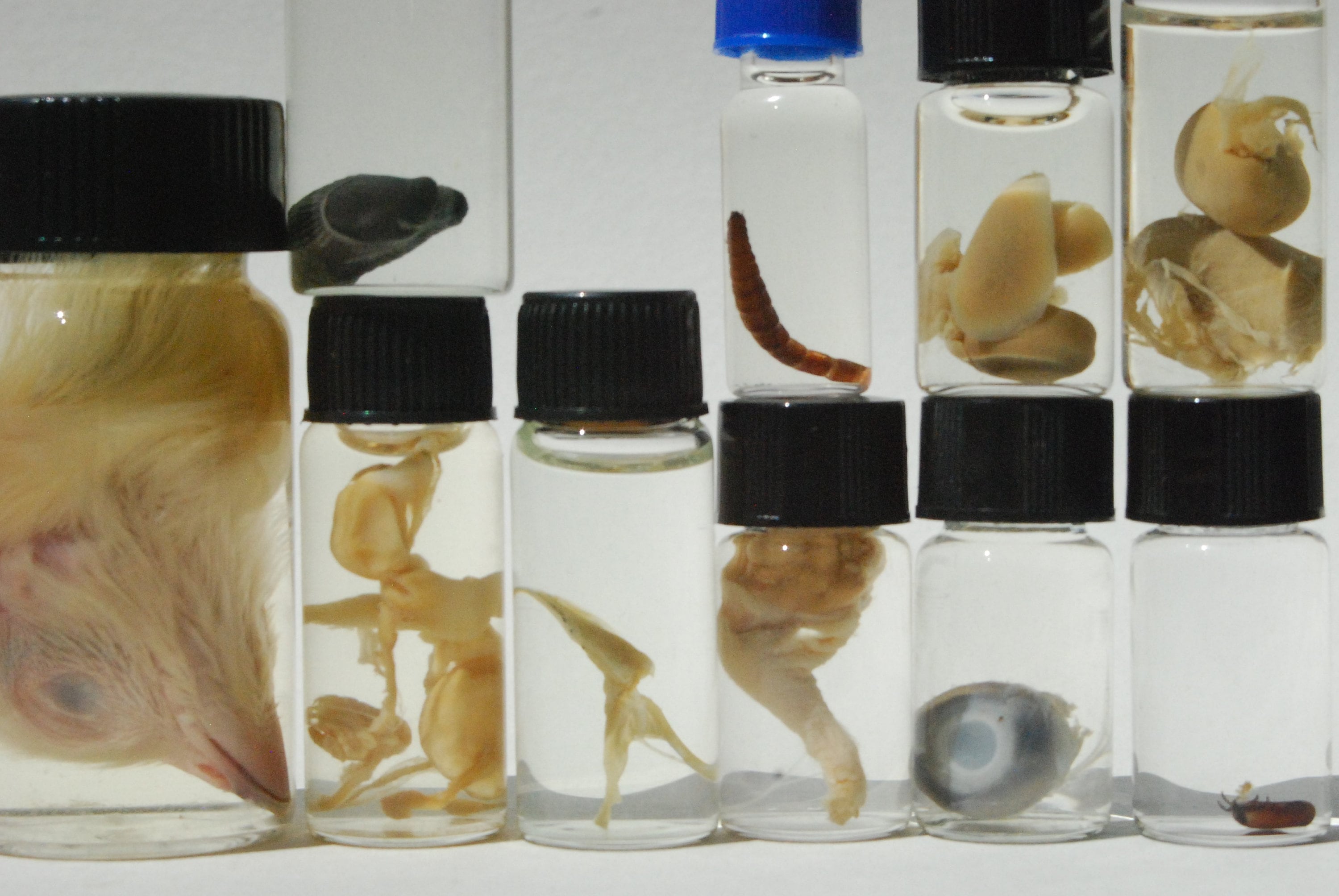 Mystery Oddity WET SPECIMEN Surprise Box Animal Kingdom - Etsy