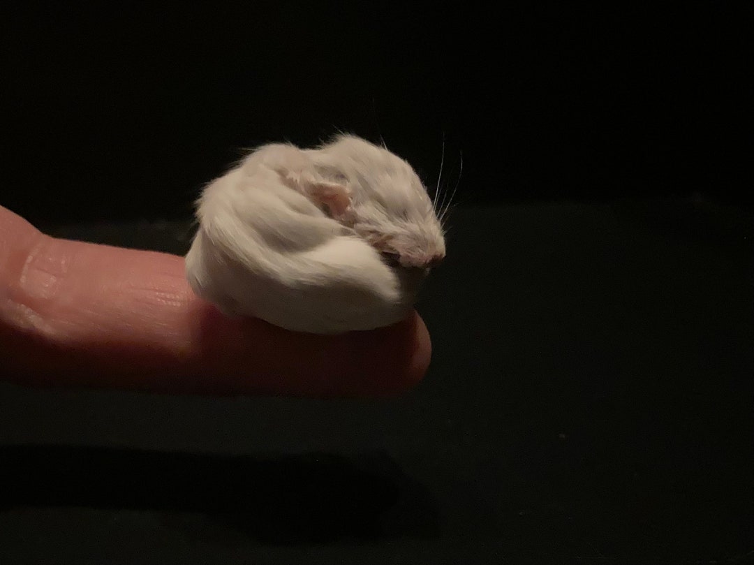 Kawaii Curled-up Baby Mouse XXS Taxidermy - Adorable Sleepy Companion ...