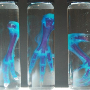 FETAL Diaphonized BIRDCLAW Wet Specimen Diaphonization - Etsy