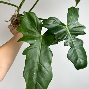 Philodendron Mottled Dragon XL Large Aroid Plant Variegated - Etsy