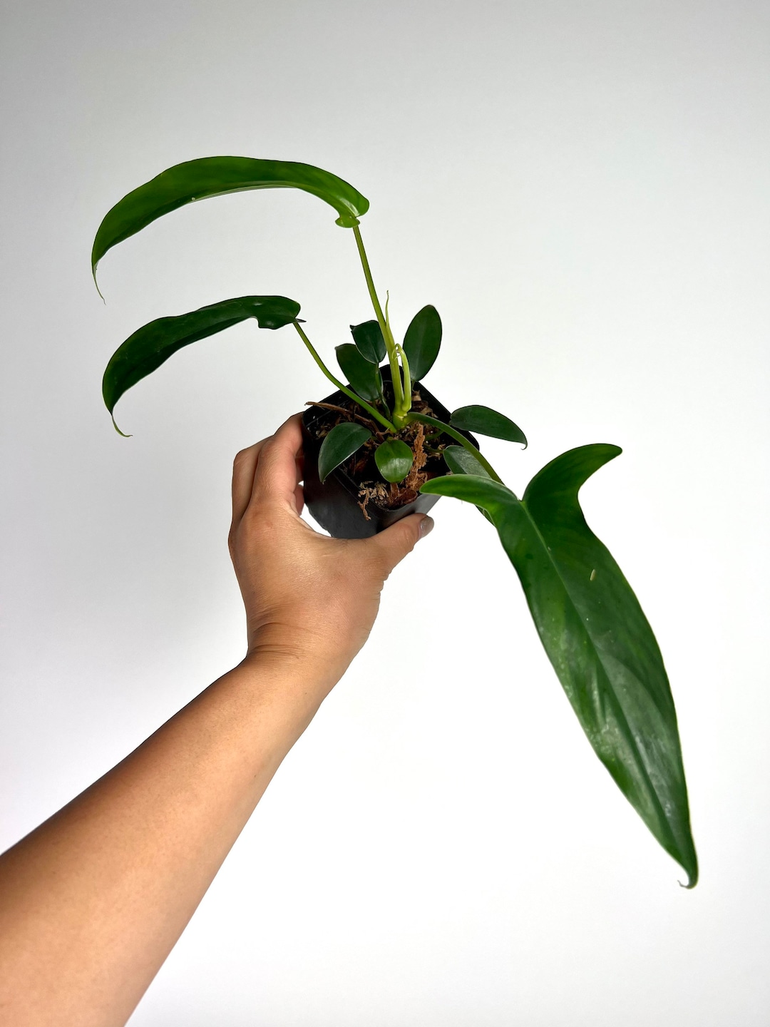 Philodendron 69686 Plant - Medium Lobed Aroid Plant - Etsy