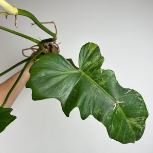 Philodendron Mottled Dragon XL Large Aroid Plant Variegated - Etsy