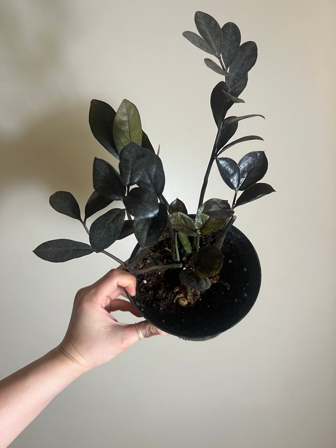 Black Raven ZZ Plant Zanzibar Houseplant - Etsy