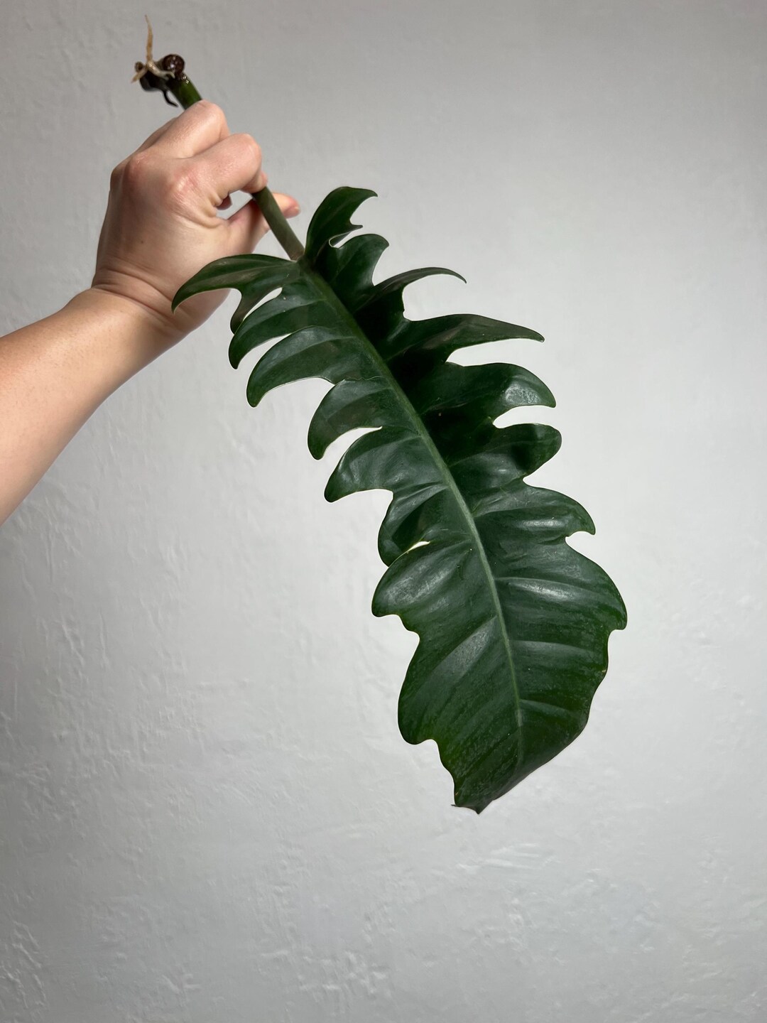 Philodendron Jungle Boogie Tiger Tooth - Cutting - Etsy