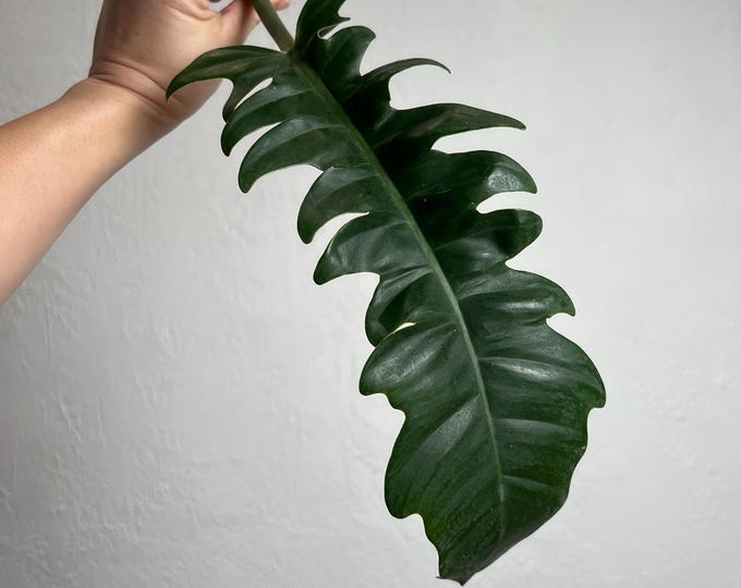 Philodendron Jungle Boogie Tiger Tooth - Cutting - Etsy