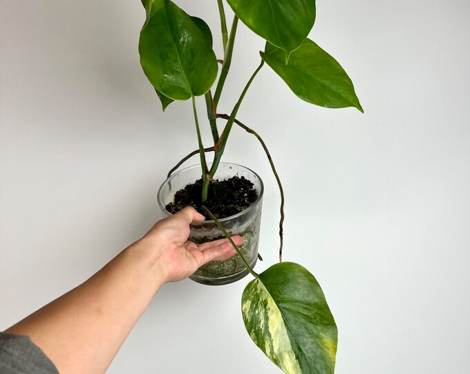 Reverted Monstera Aurea Variegata Plant Aroid - Etsy