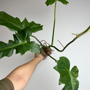 Philodendron Mottled Dragon XL Large Aroid Plant Variegated - Etsy