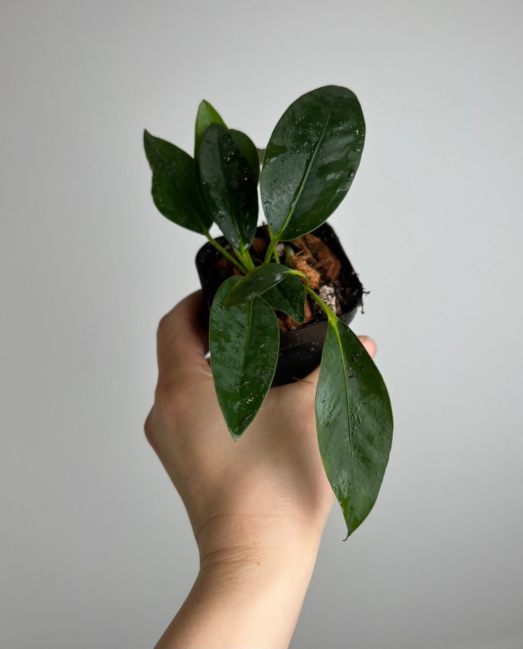 Anthurium Scandens Seedling Aroid Plant - Etsy