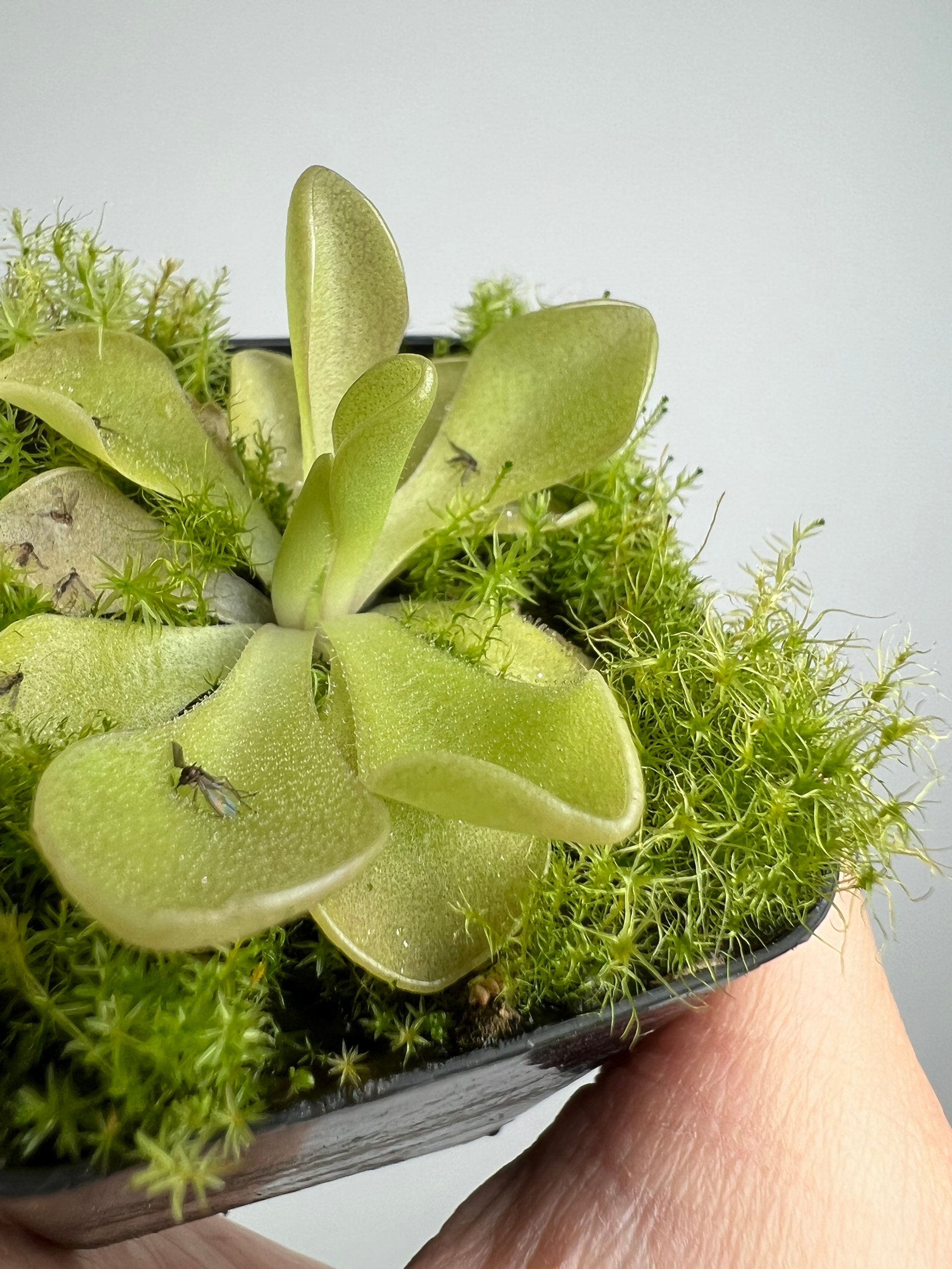 Butterwort Plant
