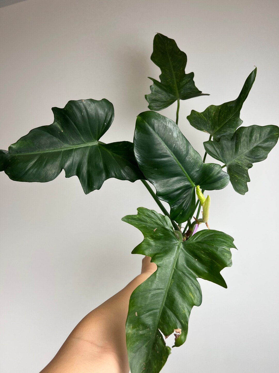 Philodendron Mottled Dragon - XL Large Aroid Plant Variegated - Etsy