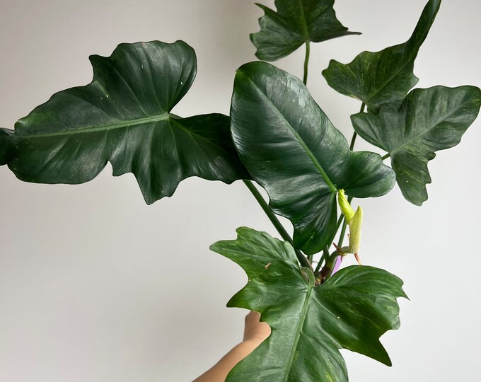 Philodendron Mottled Dragon - XL Large Aroid Plant Variegated - Etsy
