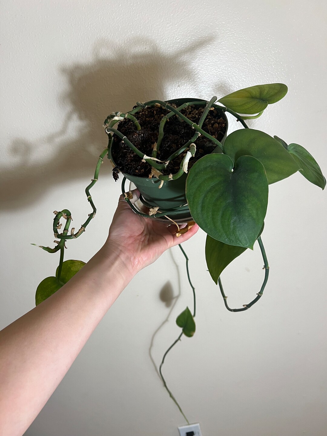 Scindapsus Satin Green Matte Plant Shingling - Etsy