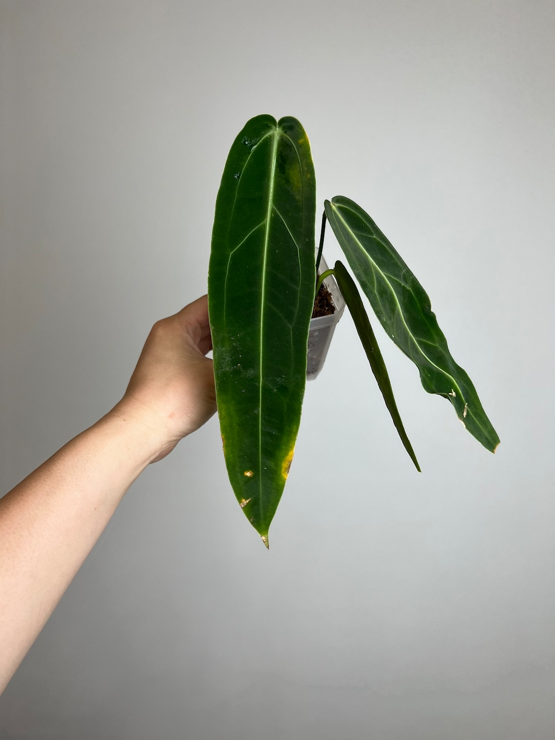 Quotrare Queen Anthurium Anthurium Warocqueanum Dark Form