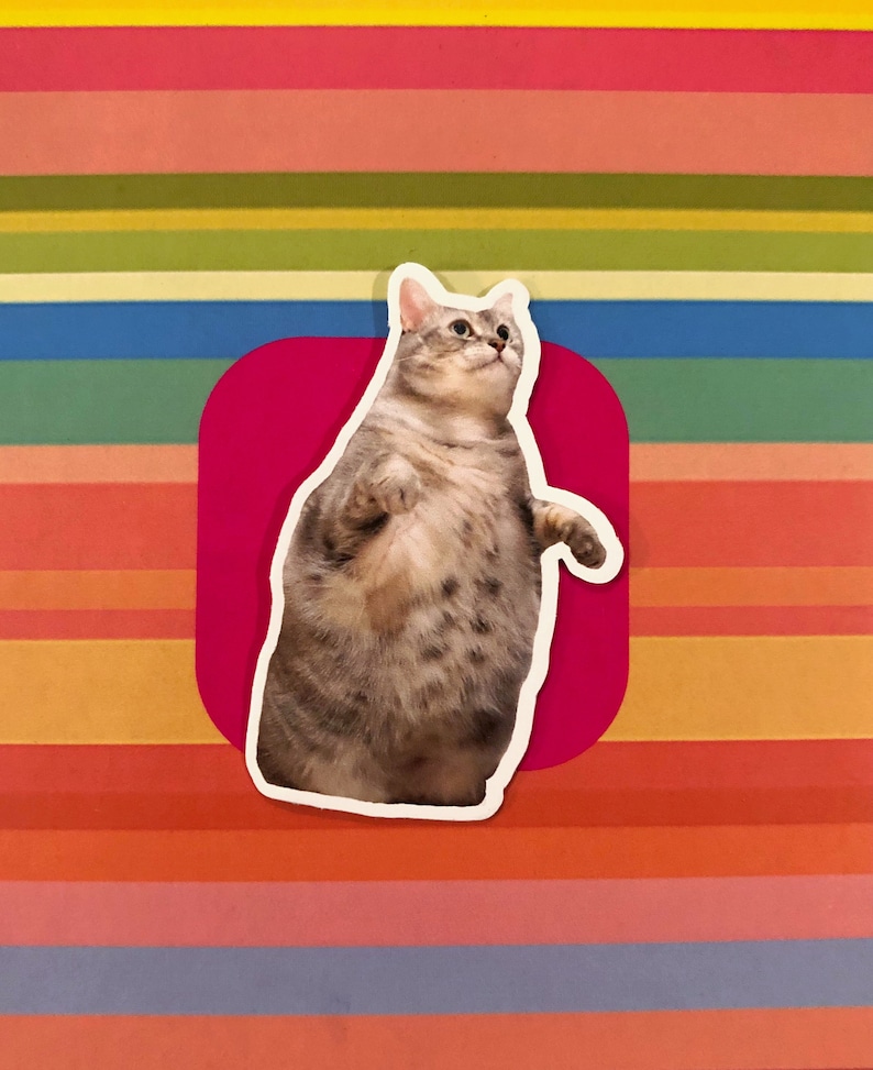 Chonky Cat Sticker Vinyl Sticker Fat Cat Sticker Laptop - Etsy