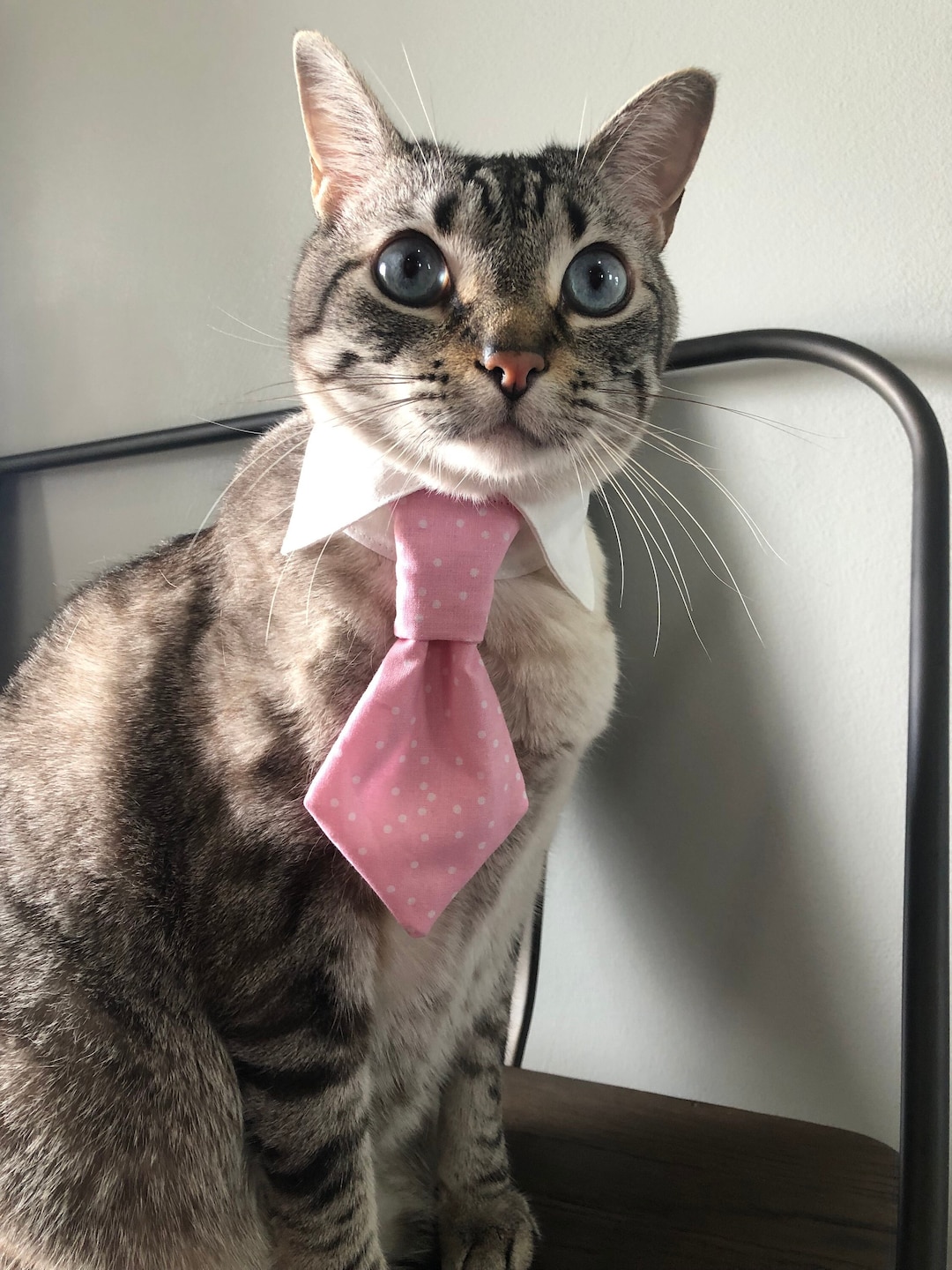 Cat Tie: Pink Polka Dot - Etsy