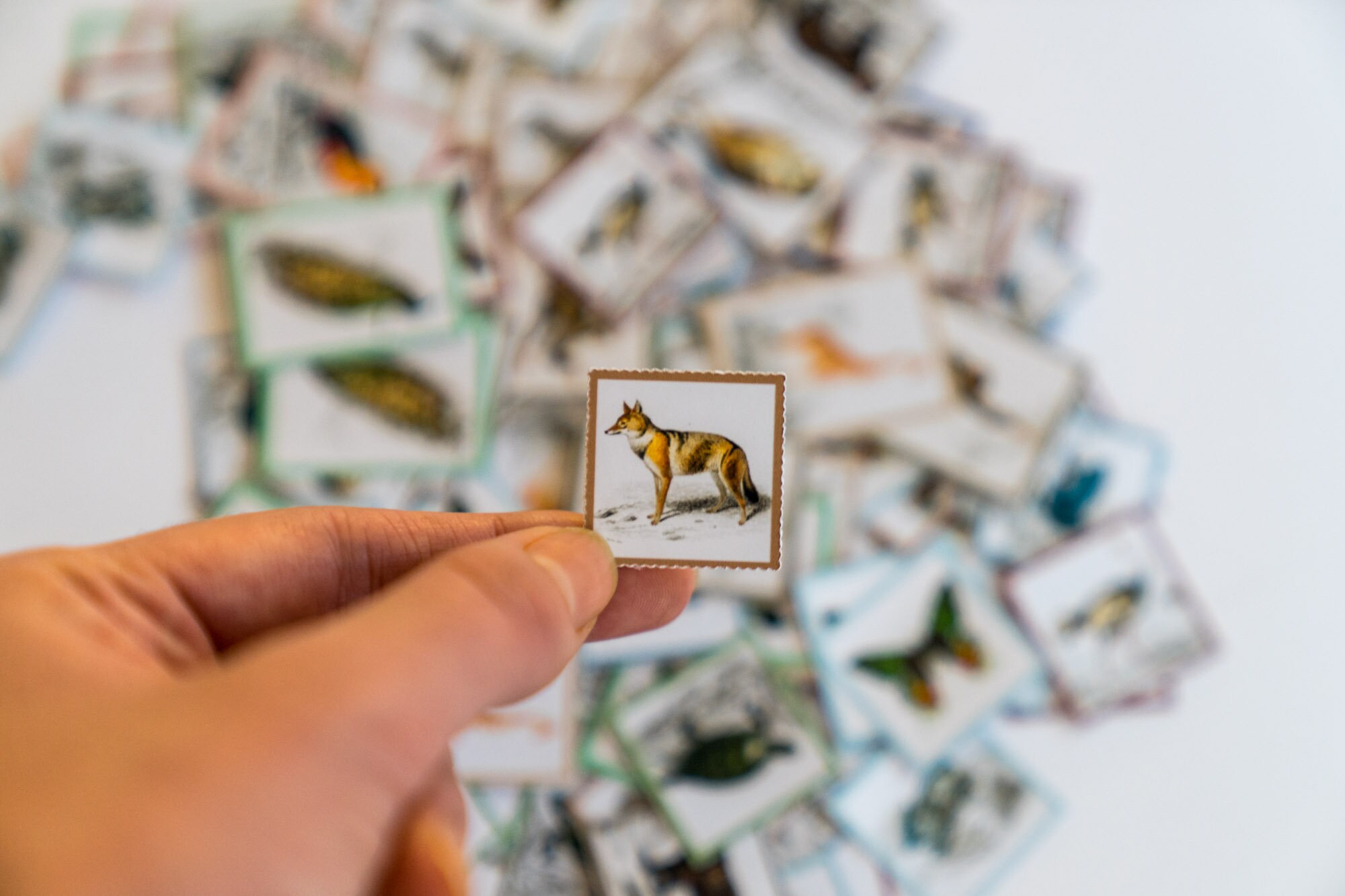 Vintage Animal Stamp Stickers | Animal Sticker Pack, Ephemera, Bullet ...