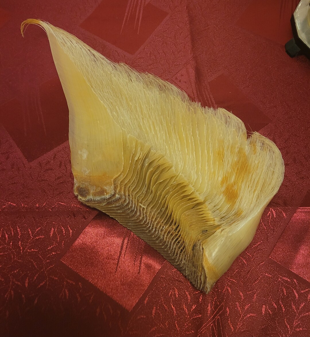 Old Vintage 1960s Soviet Union Hight Quality Imitation Whale Mustache ...