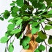 Venus Hair Fern, Adiantum Capillus-veneris Fern, 7 Twigs, Maidenhair ...