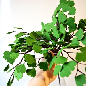 Venus Hair Fern, Adiantum Capillus-veneris Fern, 7 Twigs, Maidenhair ...