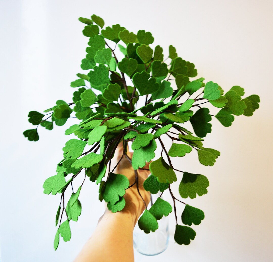 Venus Hair Fern, Adiantum Capillus-veneris Fern, 7 Twigs, Maidenhair ...
