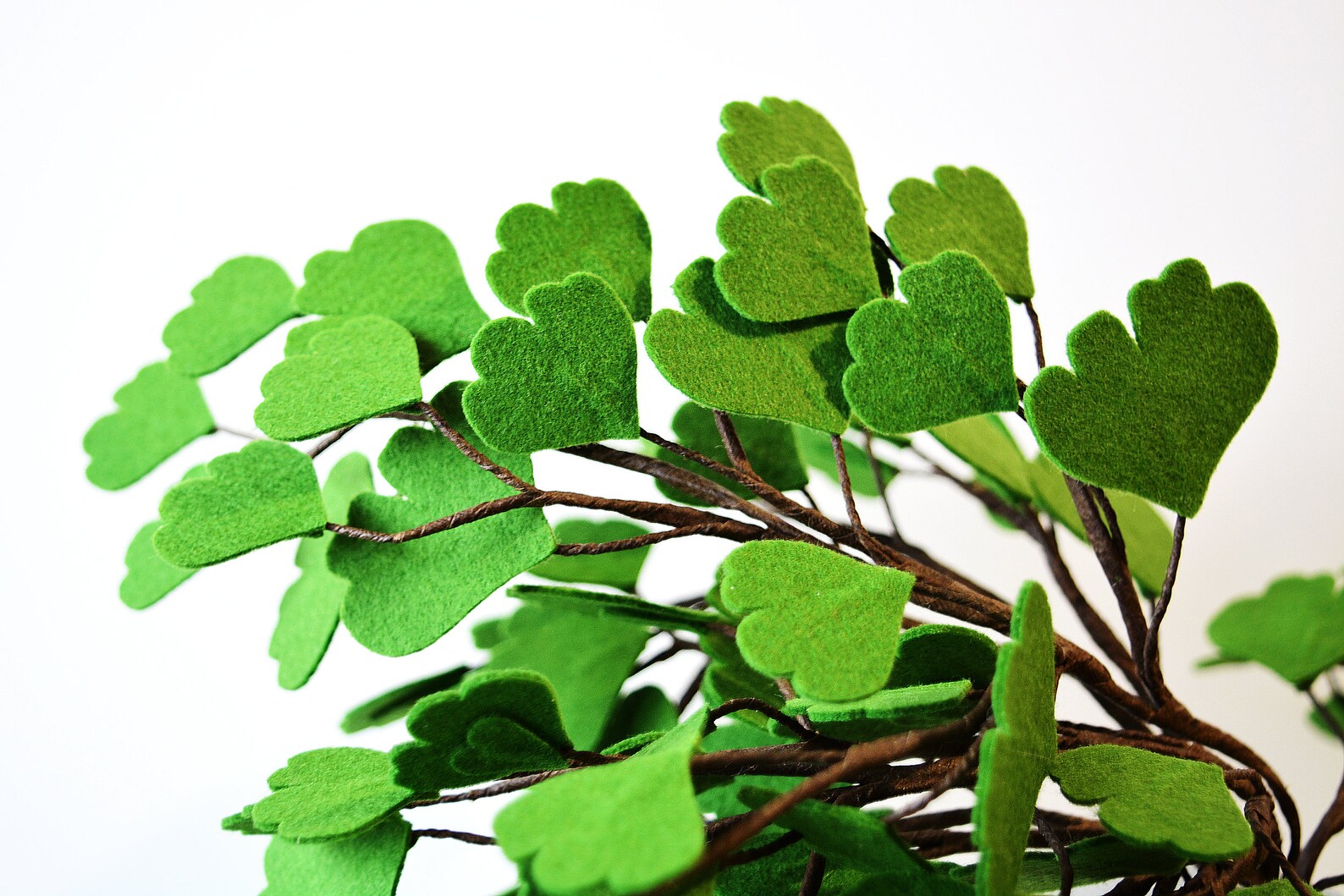 Venus Hair Fern, Adiantum Capillus-veneris Fern, 7 Twigs, Maidenhair ...