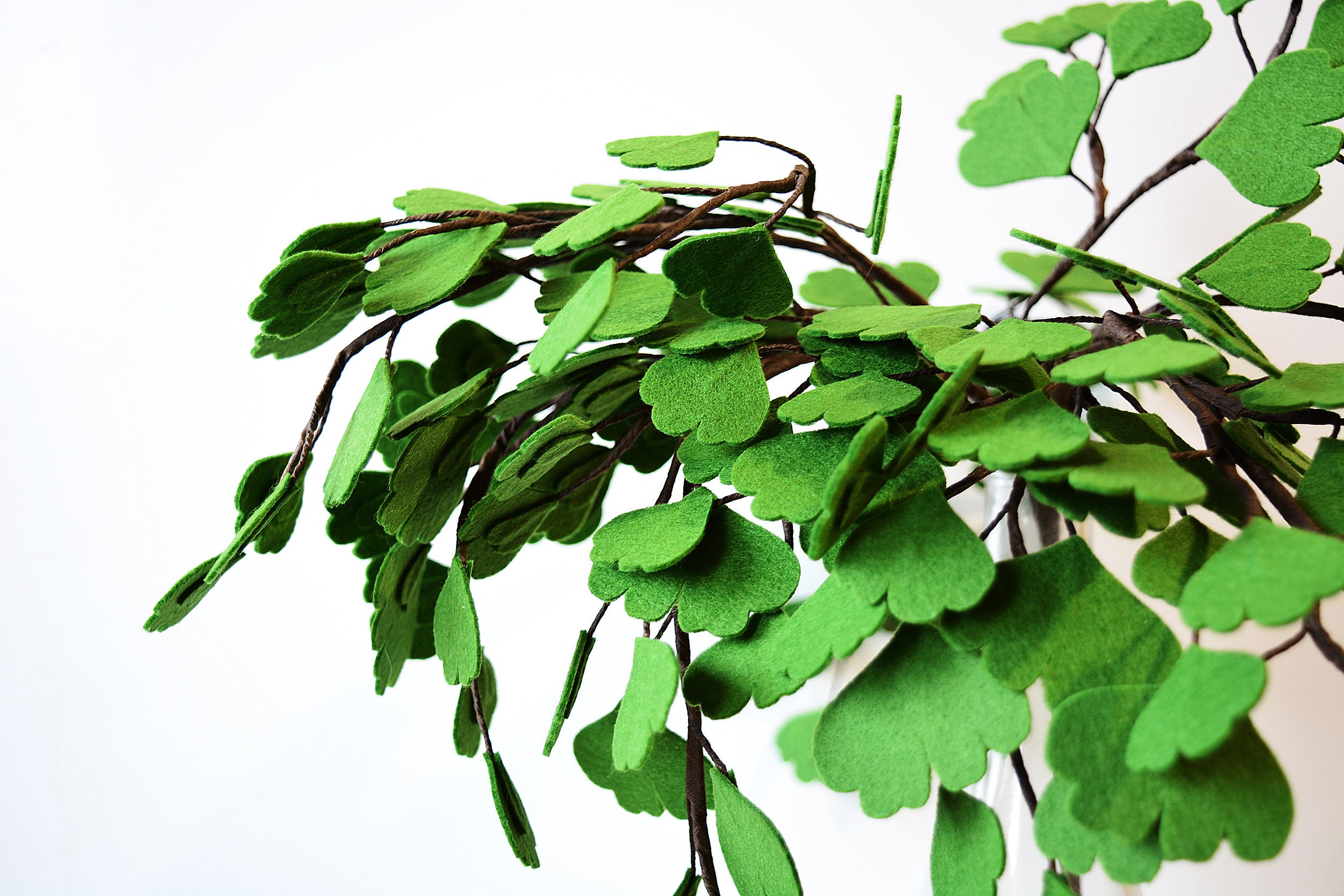 Venus Hair Fern, Adiantum Capillus-veneris Fern, 7 Twigs, Maidenhair ...