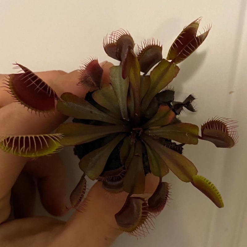 Venus Flytrap - Etsy