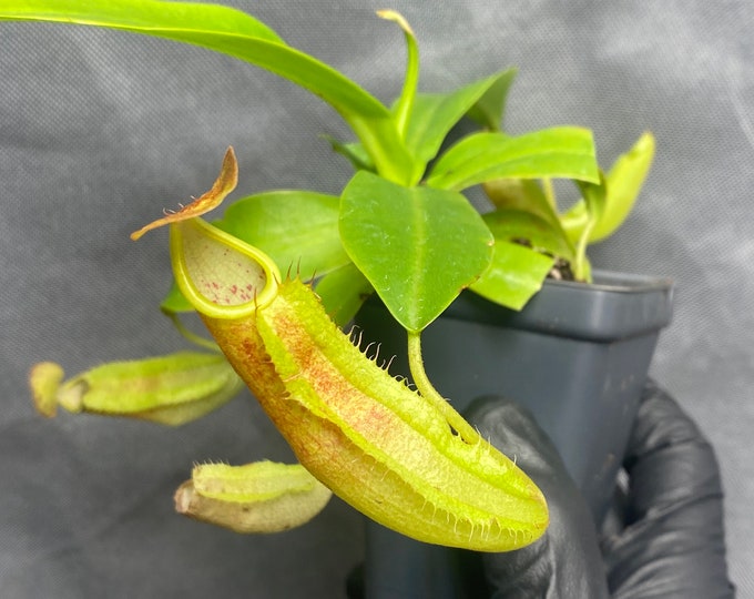 Nepenthes Sanguinea Pitcher Plant Tissue Culture Etsy