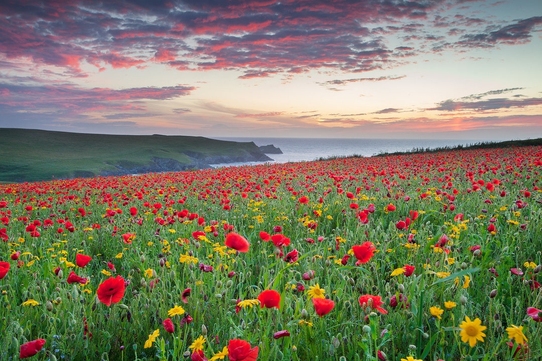 Poppies at Polly Joke - Cornwall Art Print - Etsy