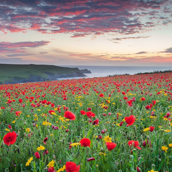 Poppy Poster - Etsy UK