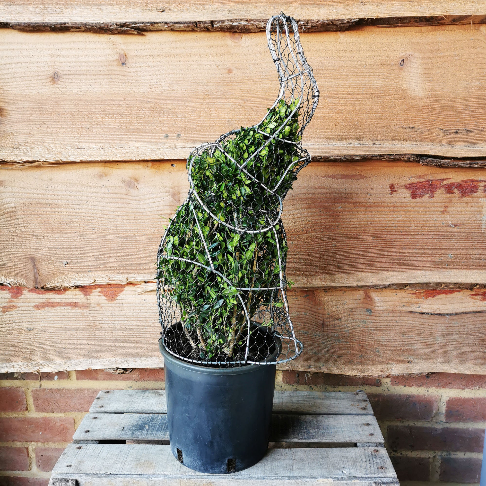 Handmade Topiary Elephant Frame for Plants Perfect for the Budding ...