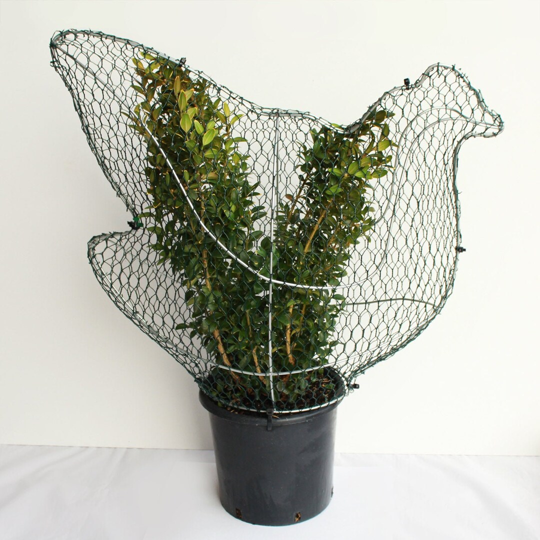 Handmade Topiary Chicken / Hen Frame - for Plants - Perfect for the ...