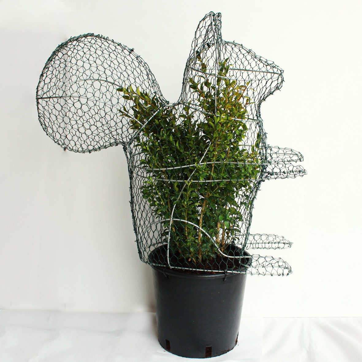 Handmade Topiary Squirrel Frame for Plants Perfect for the Budding ...