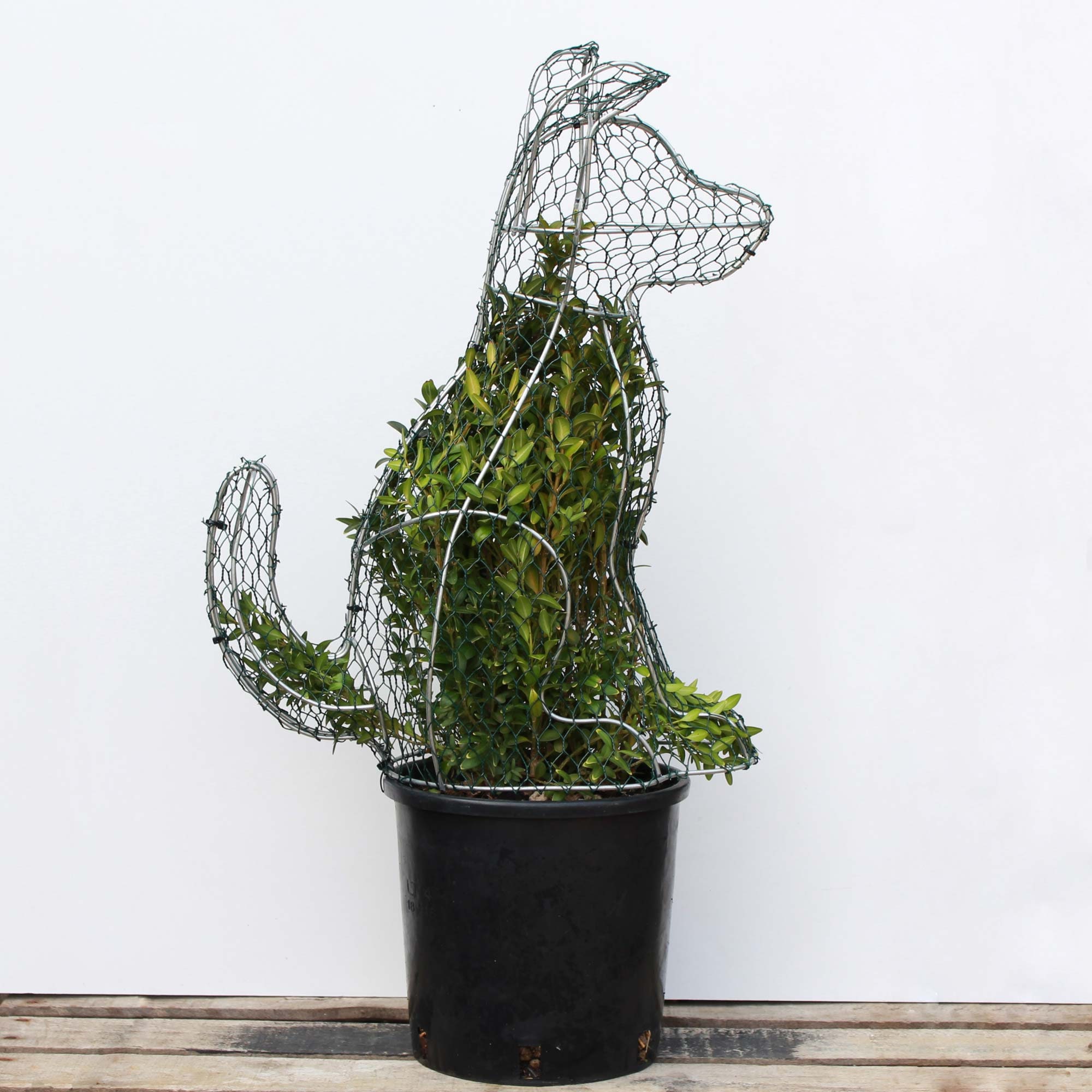 Handmade Topiary Dog Frame - for Plants - Perfect for the Budding ...