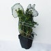 Handmade Topiary Squirrel Frame for Plants Perfect for the Budding ...