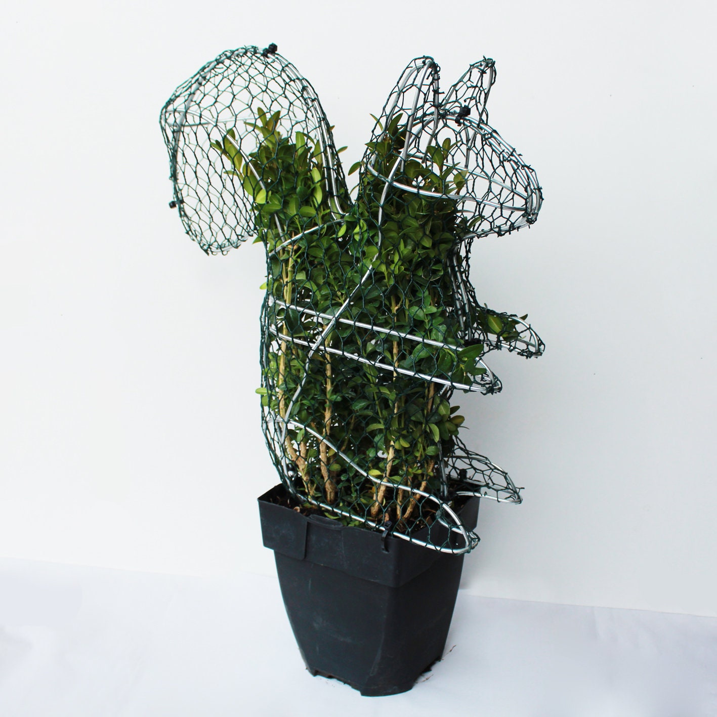 Handmade Topiary Squirrel Frame for Plants Perfect for the Budding ...