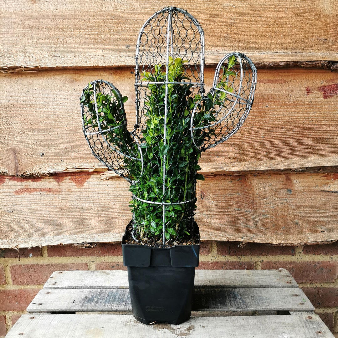 Handmade Topiary Cactus Frame - for Plants - Perfect for the Budding ...