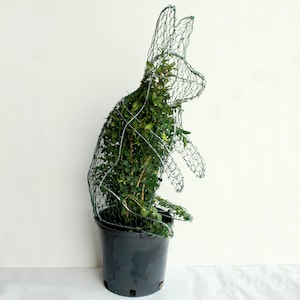 Handmade Topiary Rabbit Frame - for Plants - Perfect for the Budding ...