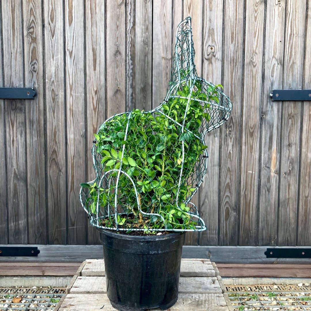 Handmade Topiary Rabbit Frame - for Plants - Perfect for the Budding ...