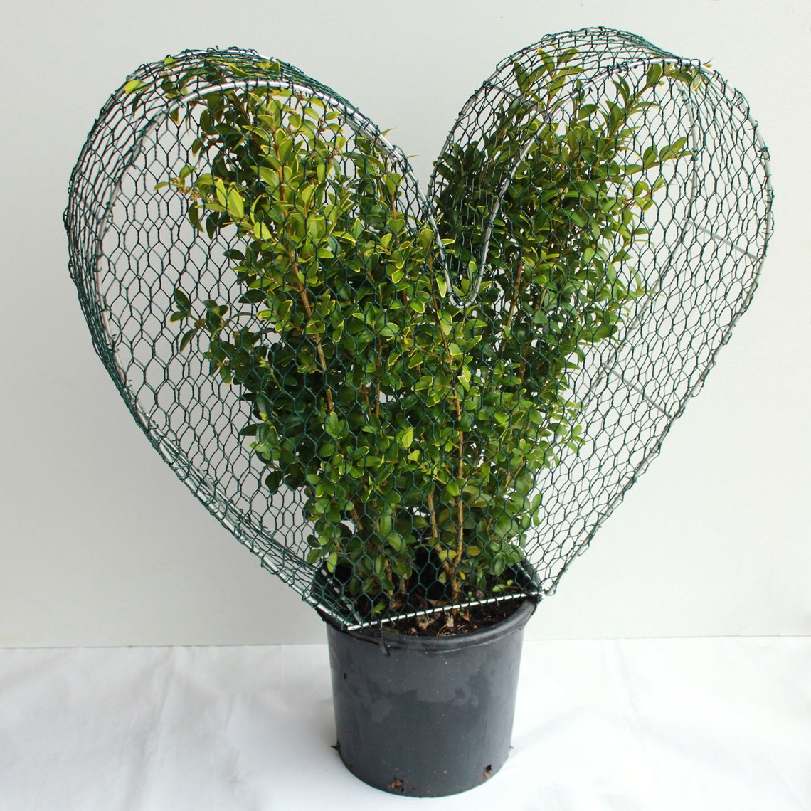 Handmade Topiary Heart Frame for plants perfect for a gift | Etsy