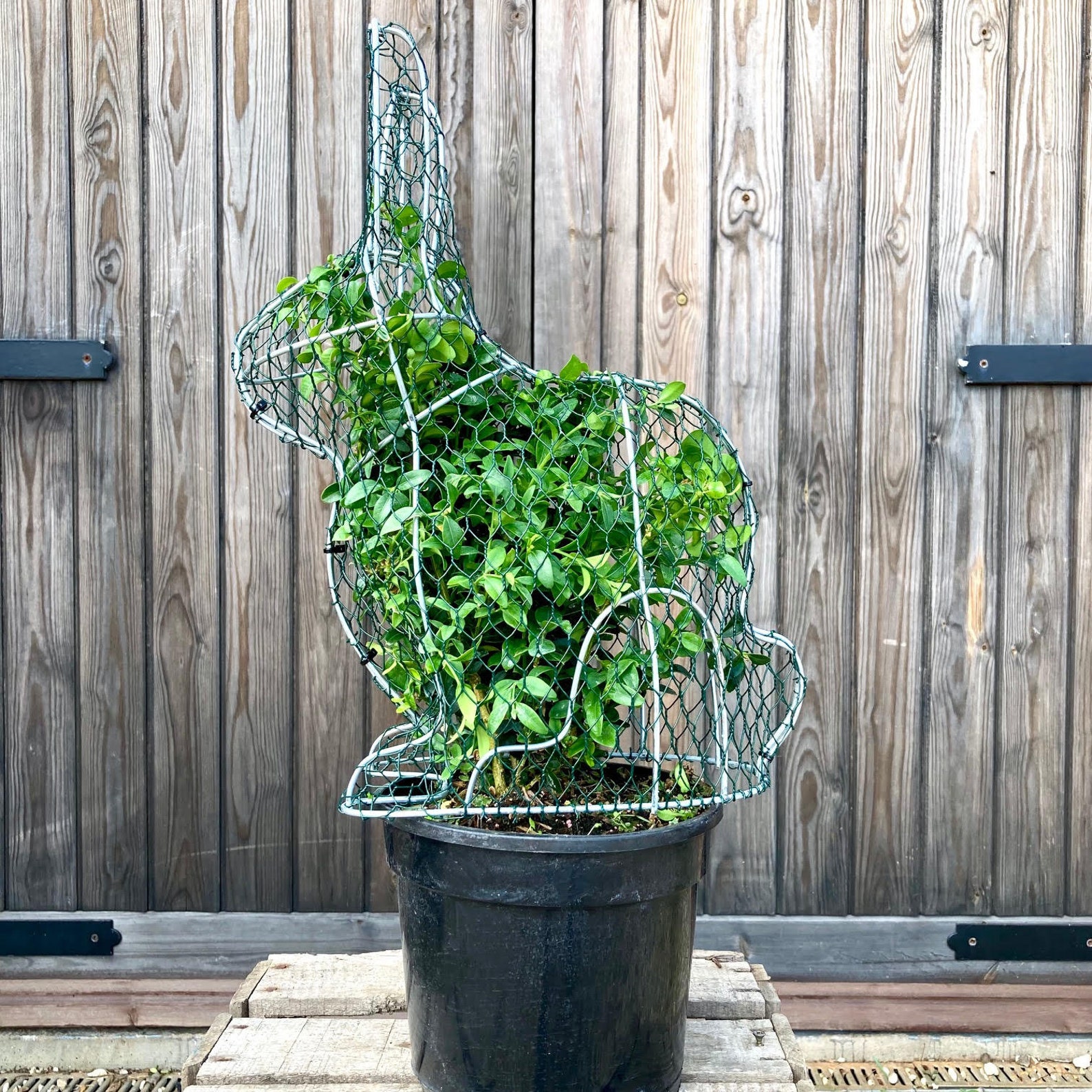 Handmade Topiary Rabbit Frame for Plants Perfect for the Budding ...