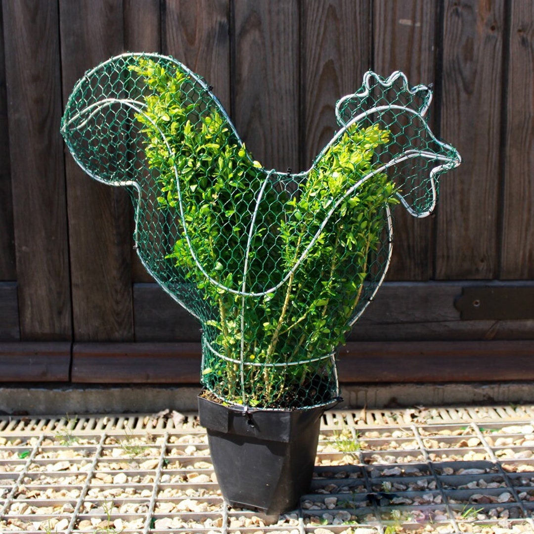 Handmade Topiary Cockerel / Rooster Frame - for Plants - Perfect for ...