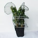 Handmade Topiary Squirrel Frame for Plants Perfect for the Budding ...