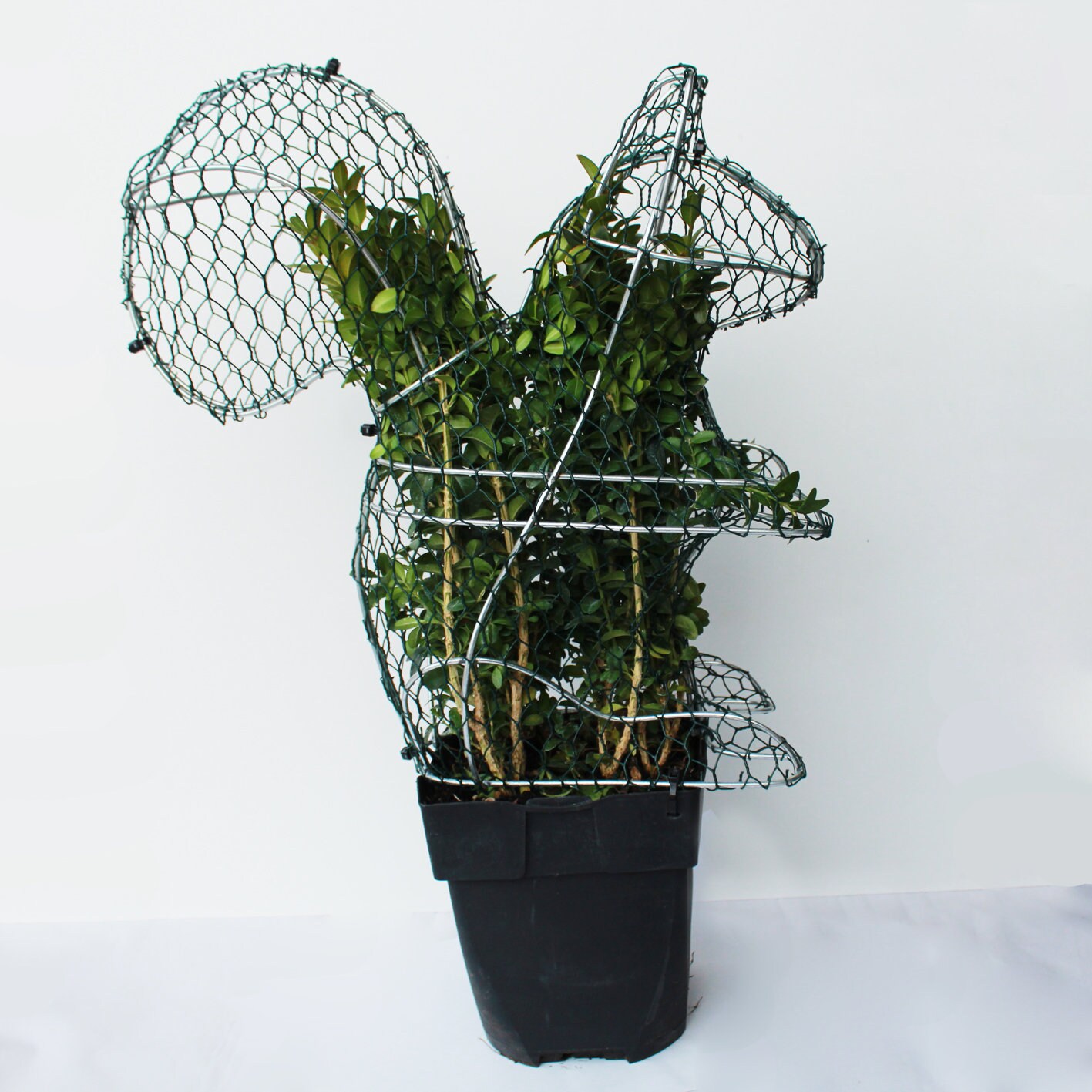 Handmade Topiary Squirrel Frame for Plants Perfect for the Budding ...