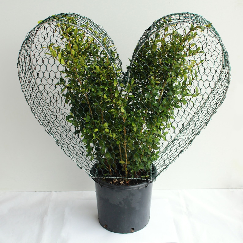 Handmade Topiary Heart Frame for plants perfect for a gift | Etsy