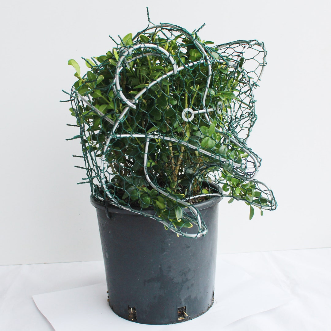 Handmade Topiary Hedgehog Frame - for Plants - Perfect for the Budding ...