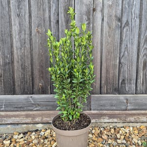 Handmade Topiary Chicken / Hen Frame - for Plants - Perfect for the ...