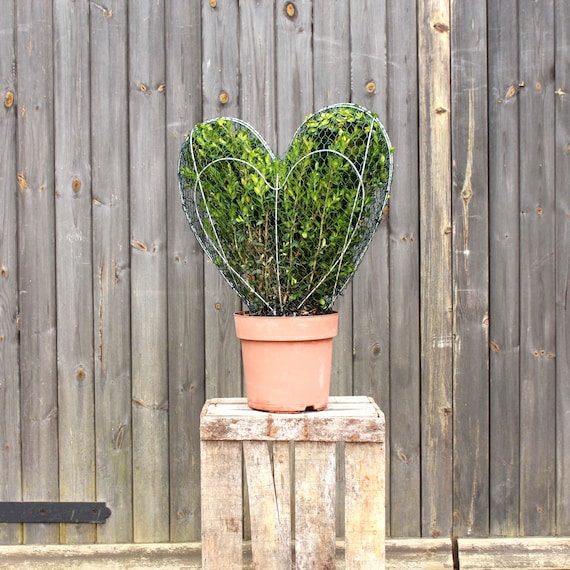 Handmade Topiary Heart Frame for Plants Perfect for a Gift | Etsy