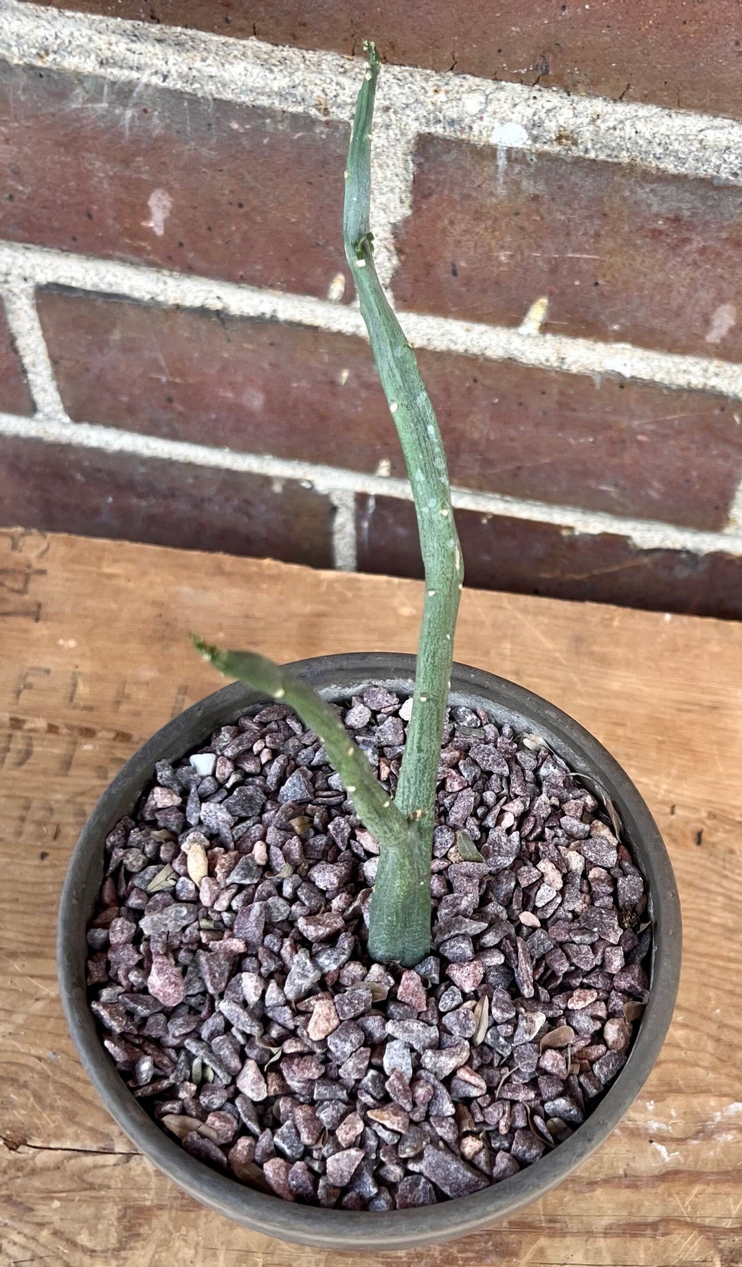 Rare Adenia Globosa X Venenata Hybrid-seed Grown. Ships Bare - Etsy
