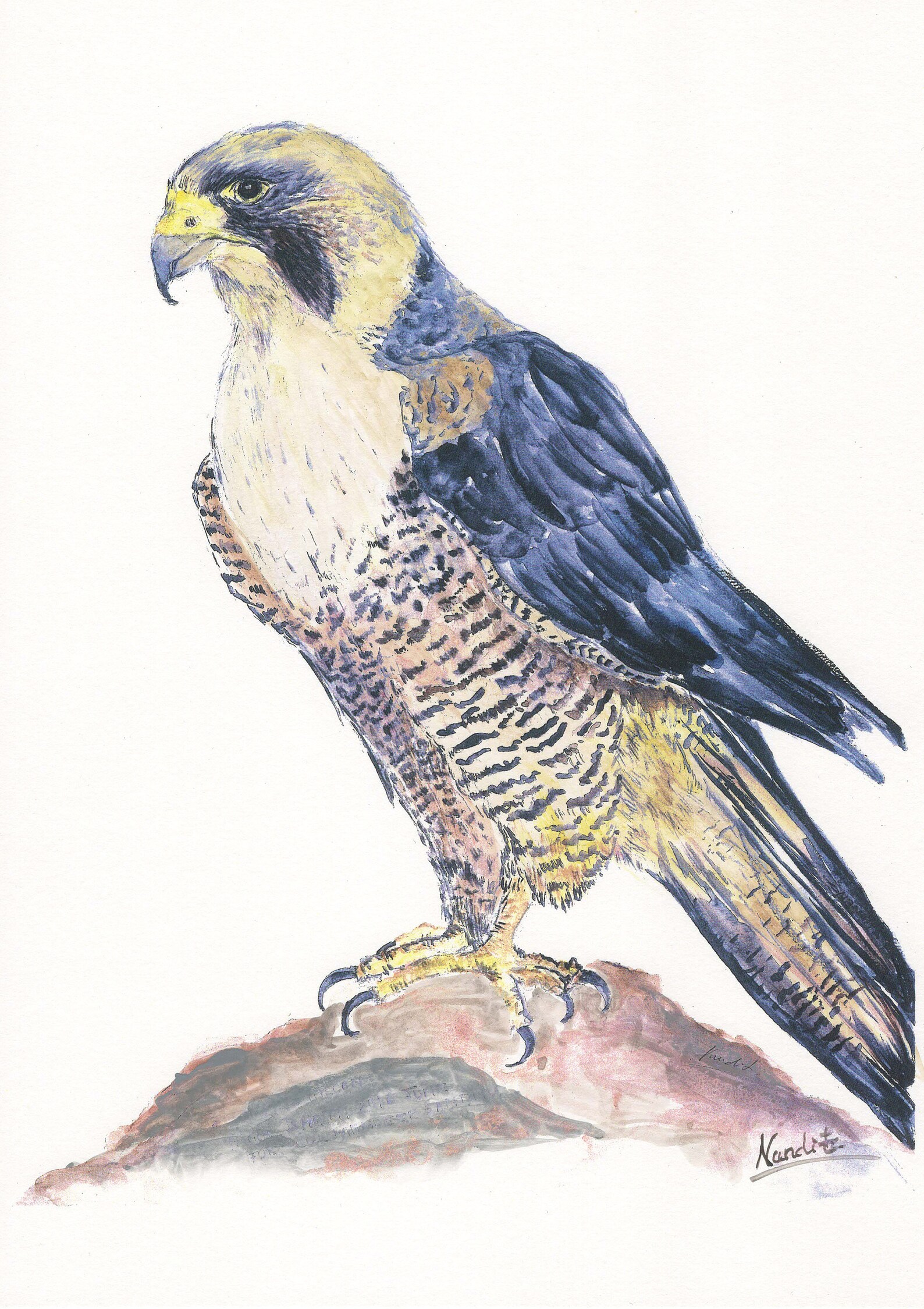 PEREGRINE FALCON Print of Original Watercolour Painting, Predatory ...